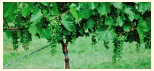 Edwin Brix Vineyard - Our Wines